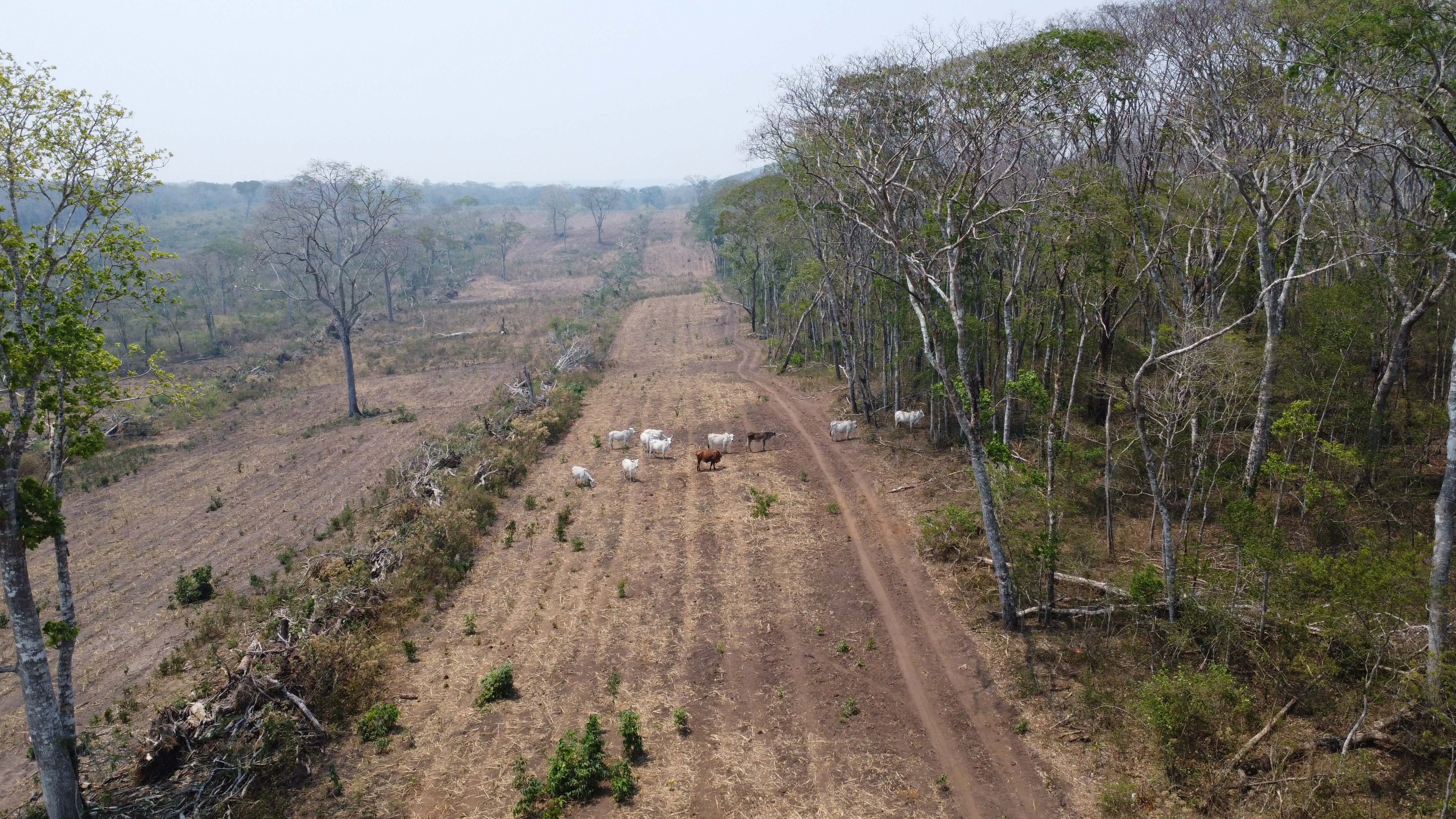 Our classes at the Master's level | Conservation Biogeography Lab