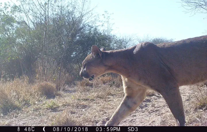 Where are conflict- and coexistence-prone areas for pumas and humans in ...