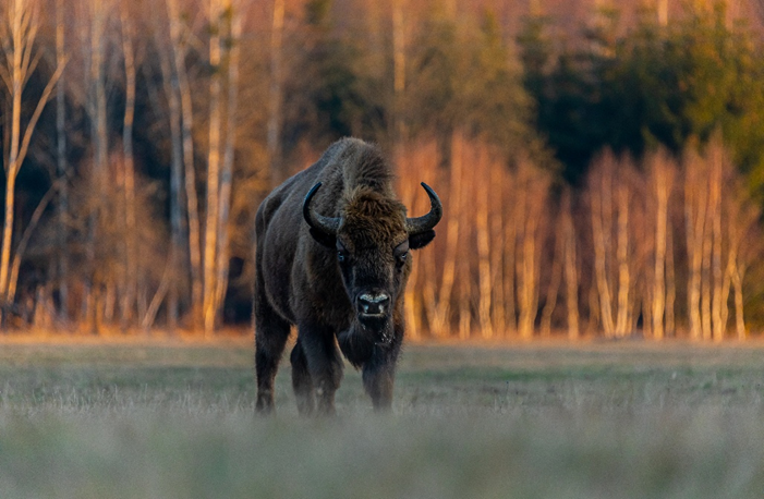How to speed up European bison recovery | Conservation Biogeography Lab