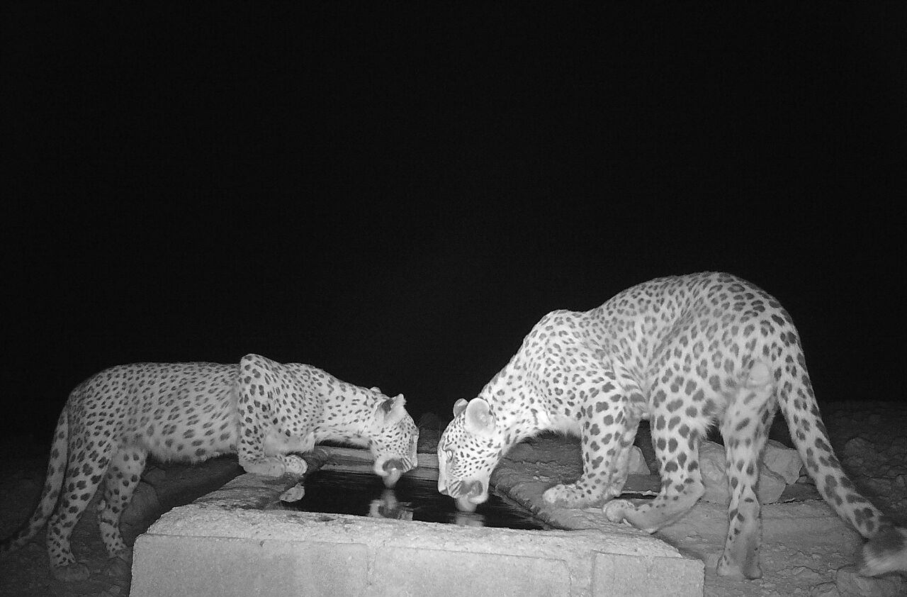 What determines livestock depredation by leopards? | Conservation ...