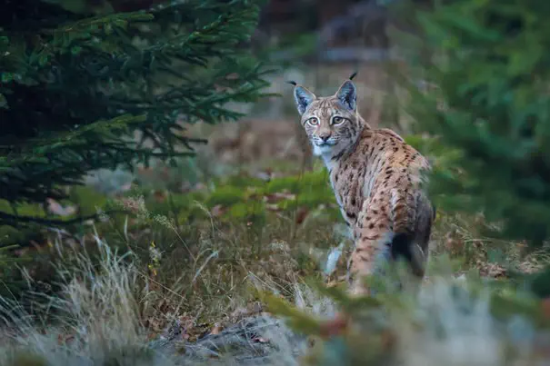 Integrating animal tracking datasets at a continental scale for mapping ...