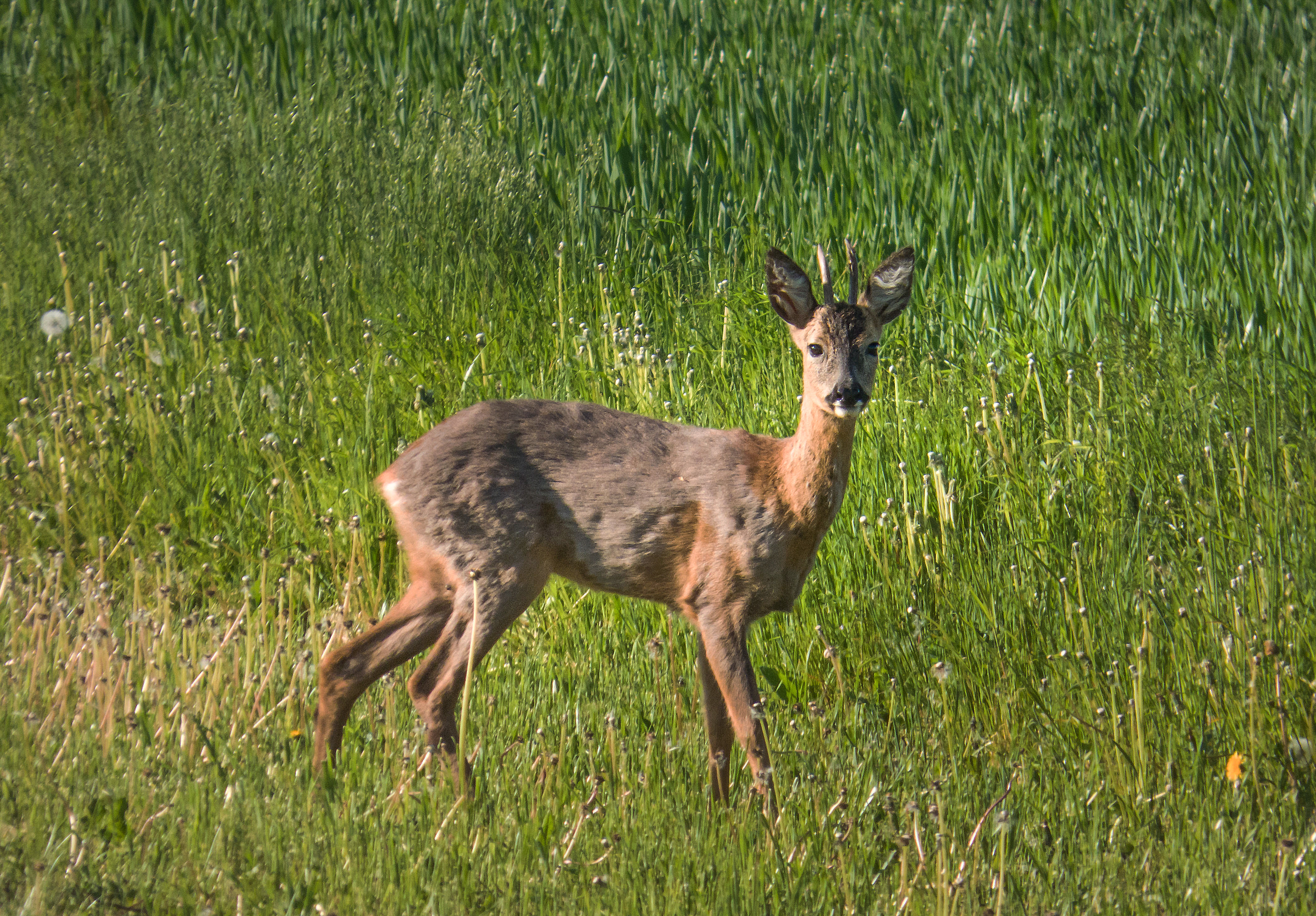 Humans rather than a large carnivore shape ungulate browsing patterns ...